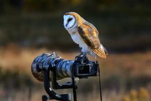Top 5 Best Camera For Wildlife Photography in 2021 - ForTravelista
