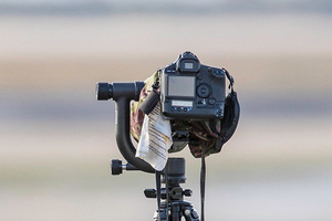 Top 5 Best Camera For Wildlife Photography in 2021 - ForTravelista